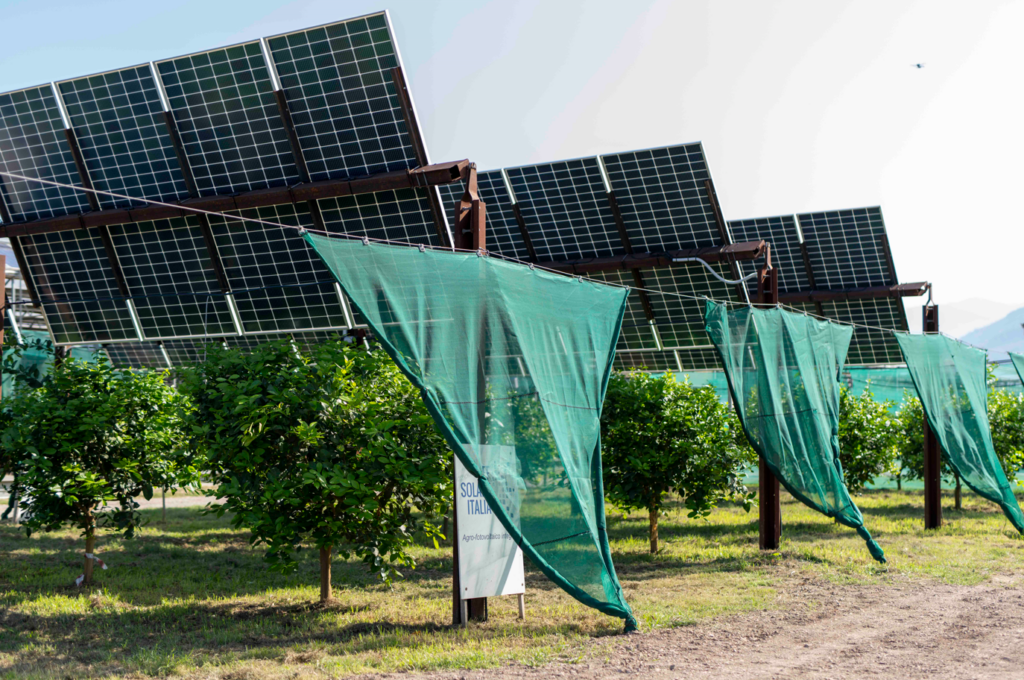 Agrivoltaics, ENEA/EF Solare Italia hitech plant launched in Scalea ...